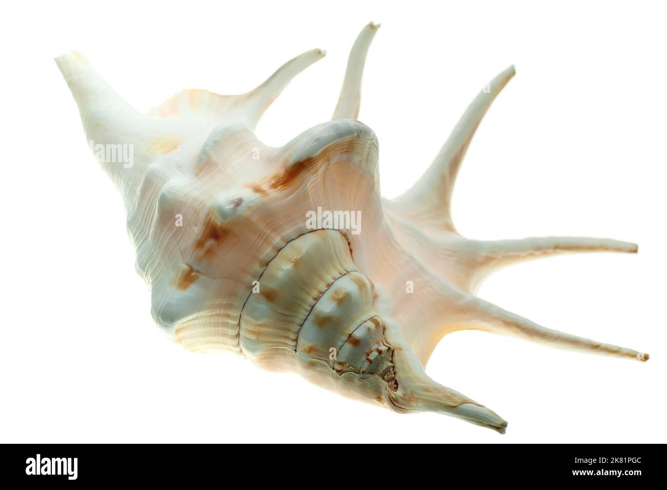 Isolated and highlighted tropical sea shell body Stock Photo - Alamy