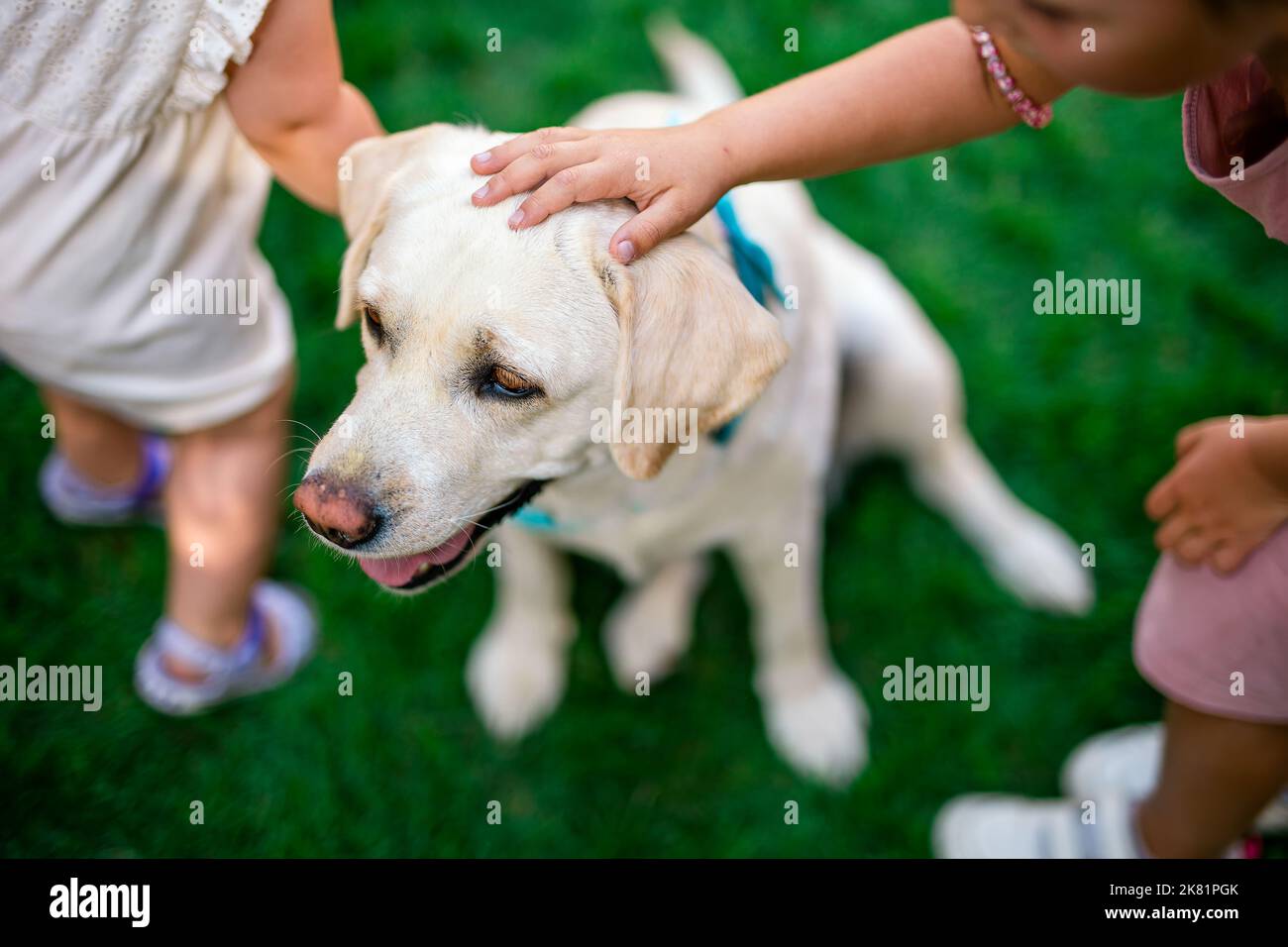Children pat cute dog outdoor Stock Photo - Alamy