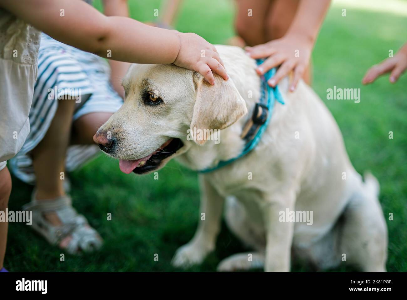 Children pat cute dog outdoor Stock Photo - Alamy