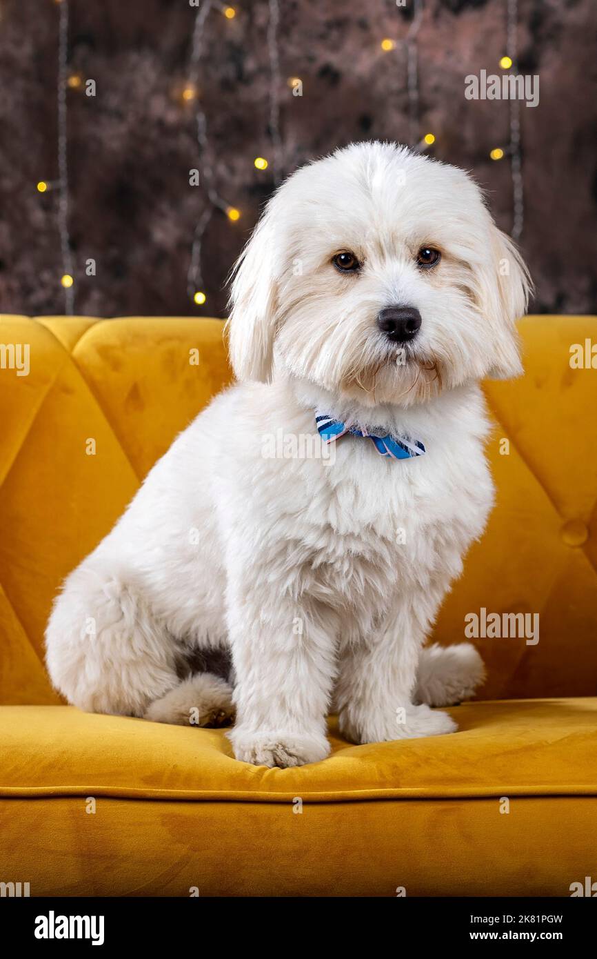 Cute bichon havanese dog studio shot Stock Photo - Alamy