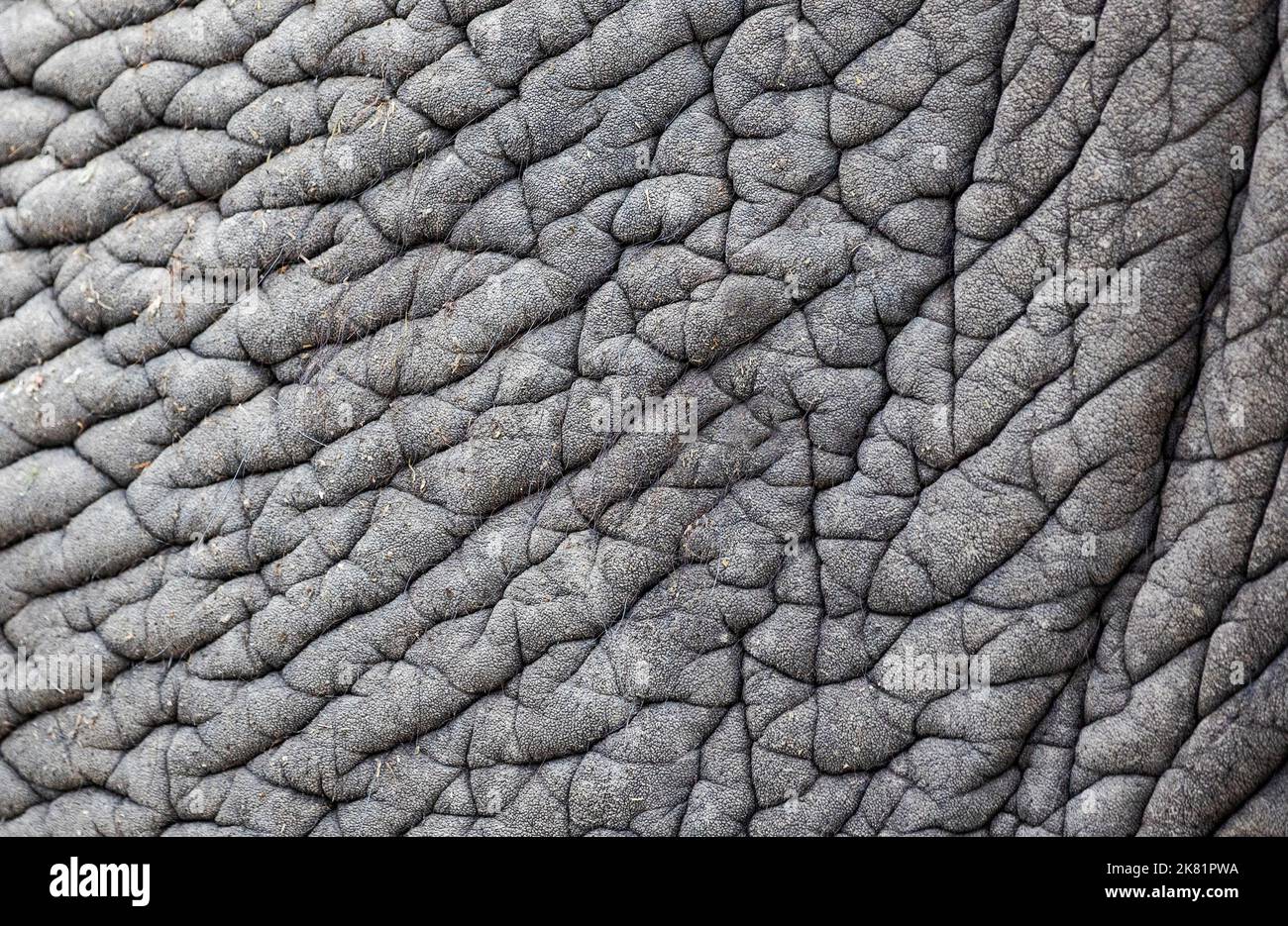 Detail of grey wrinkled elephant skin Stock Photo - Alamy