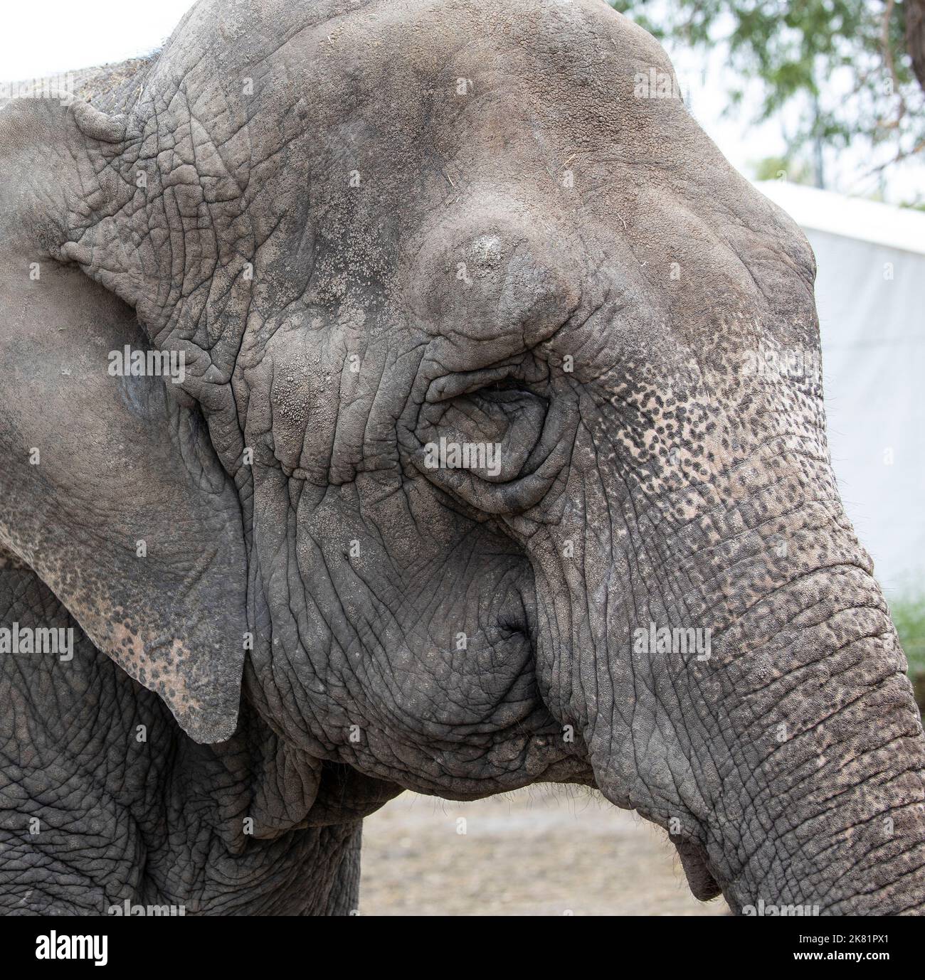 Portrait detail of grey old elephant Stock Photo - Alamy