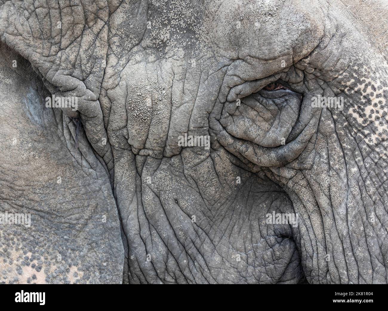 Old grey elephant portrait hi-res stock photography and images - Alamy