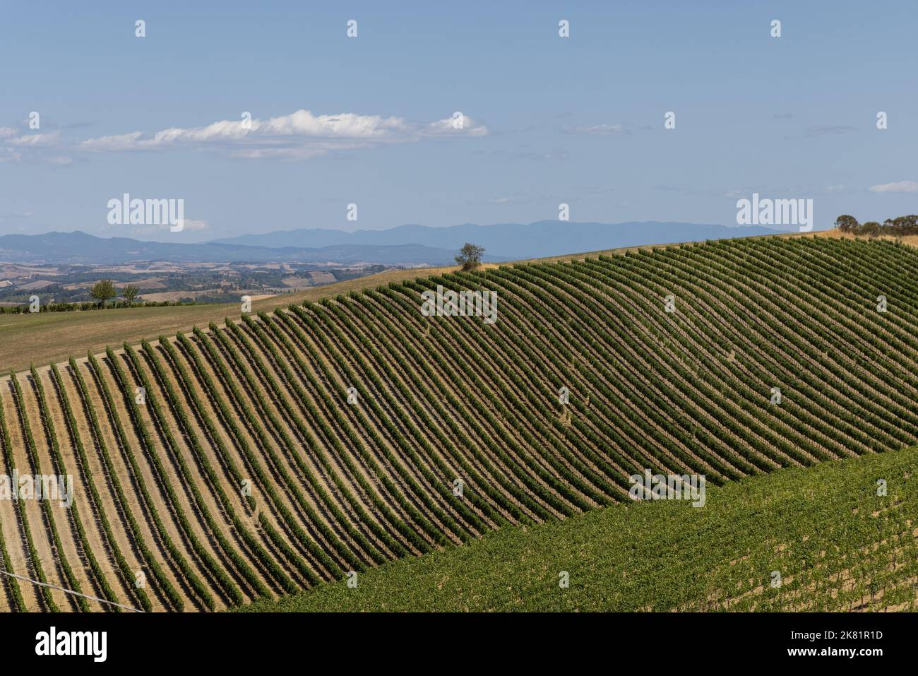 Harvest of vino nobile red wine grapes in the vineyards growing in ...