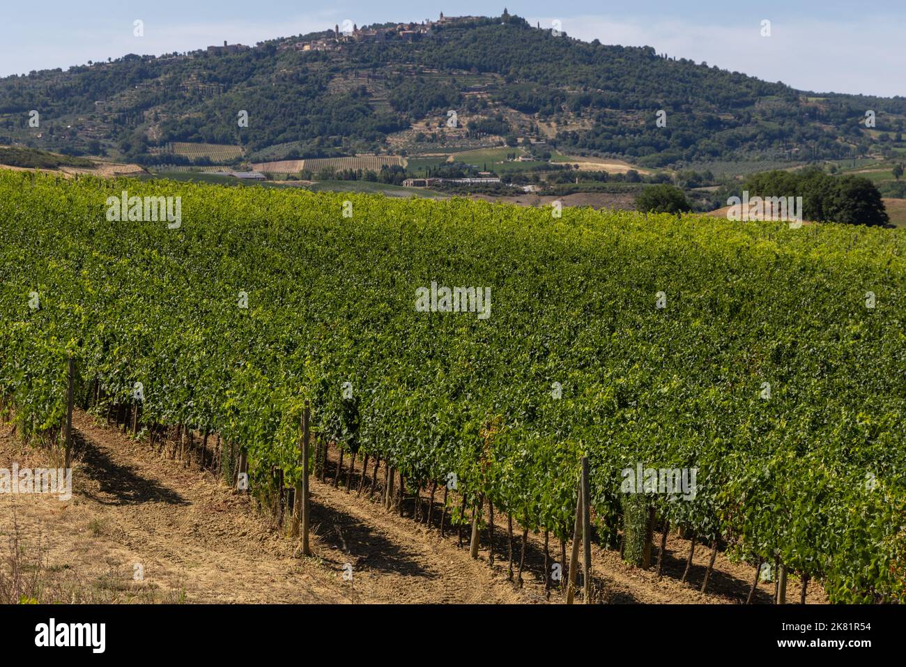 Harvest of vino nobile red wine grapes in the vineyards growing in ...