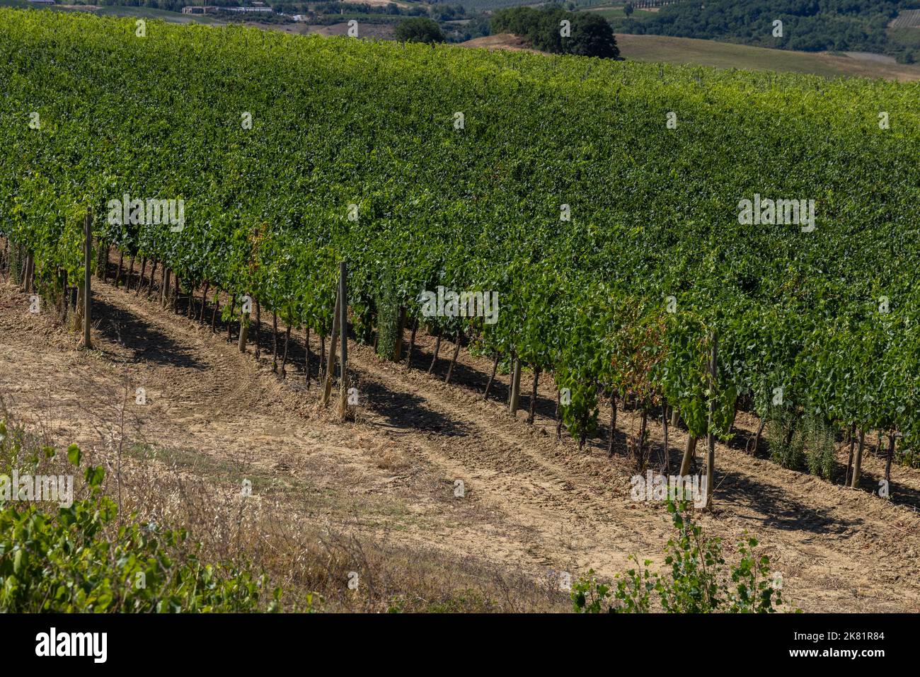Harvest of vino nobile red wine grapes in the vineyards growing in ...