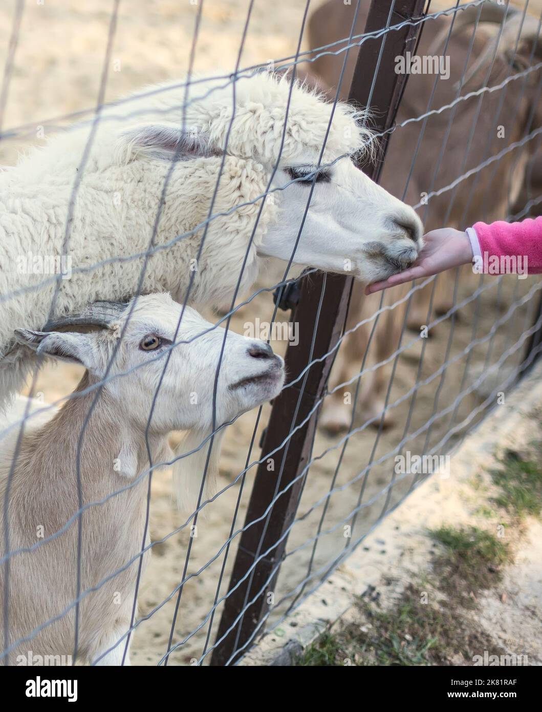 Child's hand feed animal in zoo Stock Photo - Alamy
