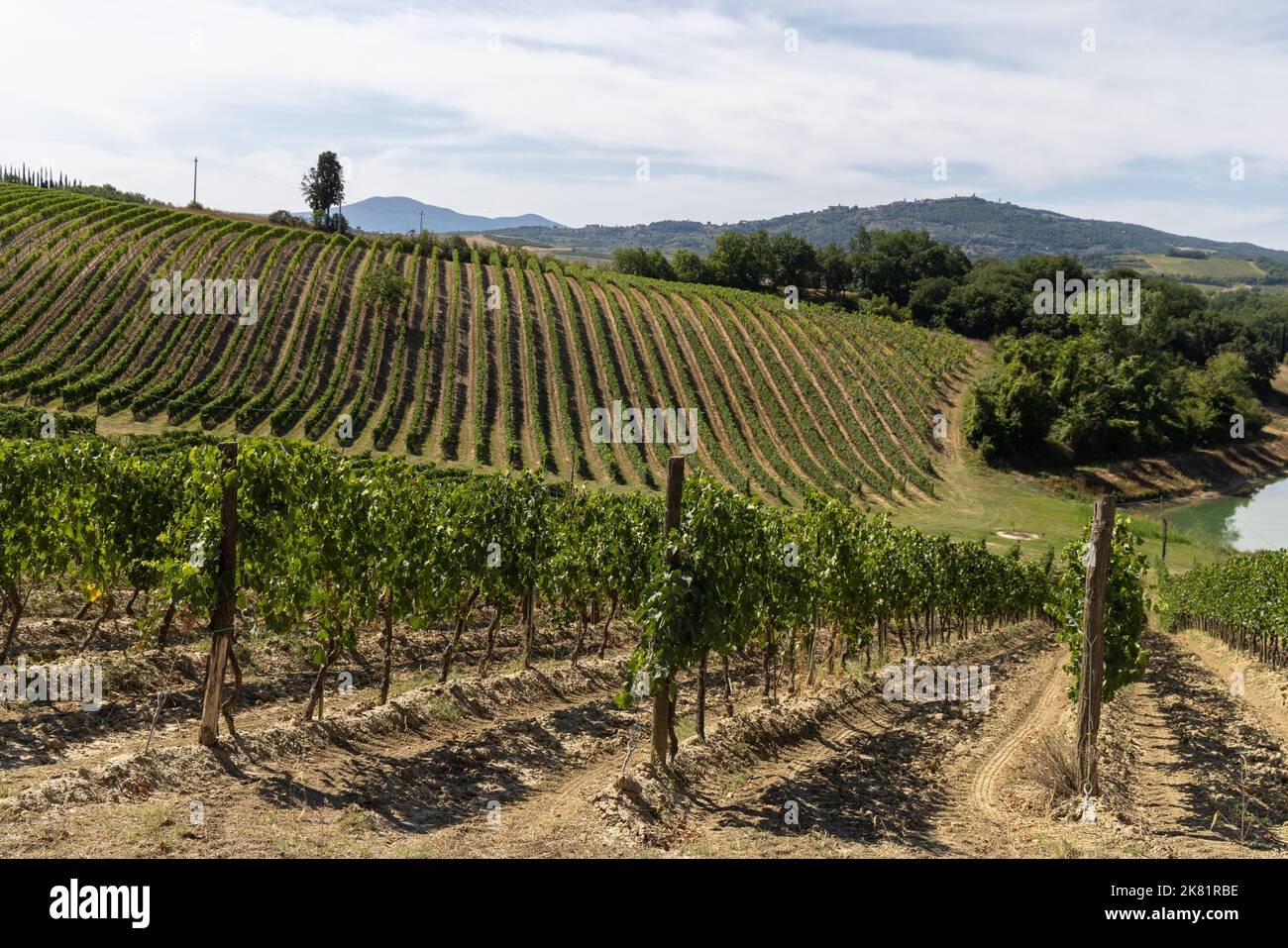Harvest of vino nobile red wine grapes in the vineyards growing in ...