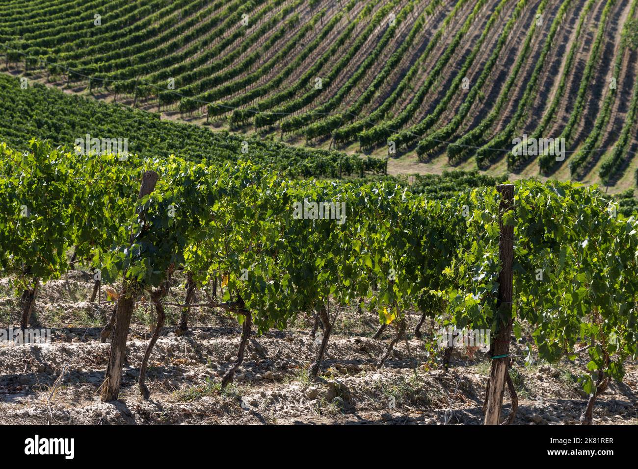 Harvest of vino nobile red wine grapes in the vineyards growing in ...