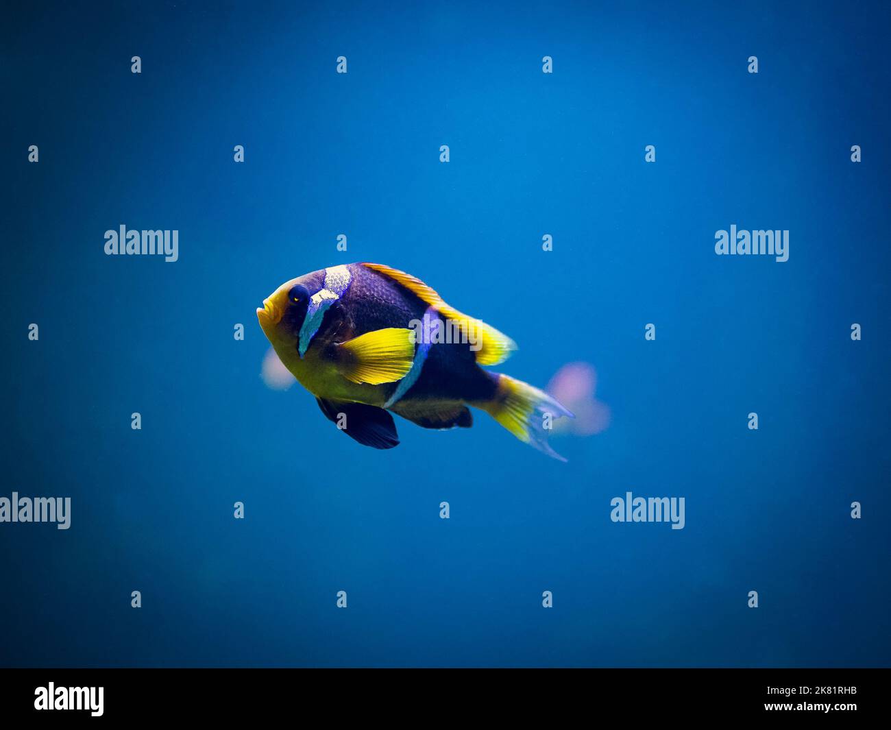 Clark's anemonefish or yellowtail clownfish (amphiprion clarkii ...