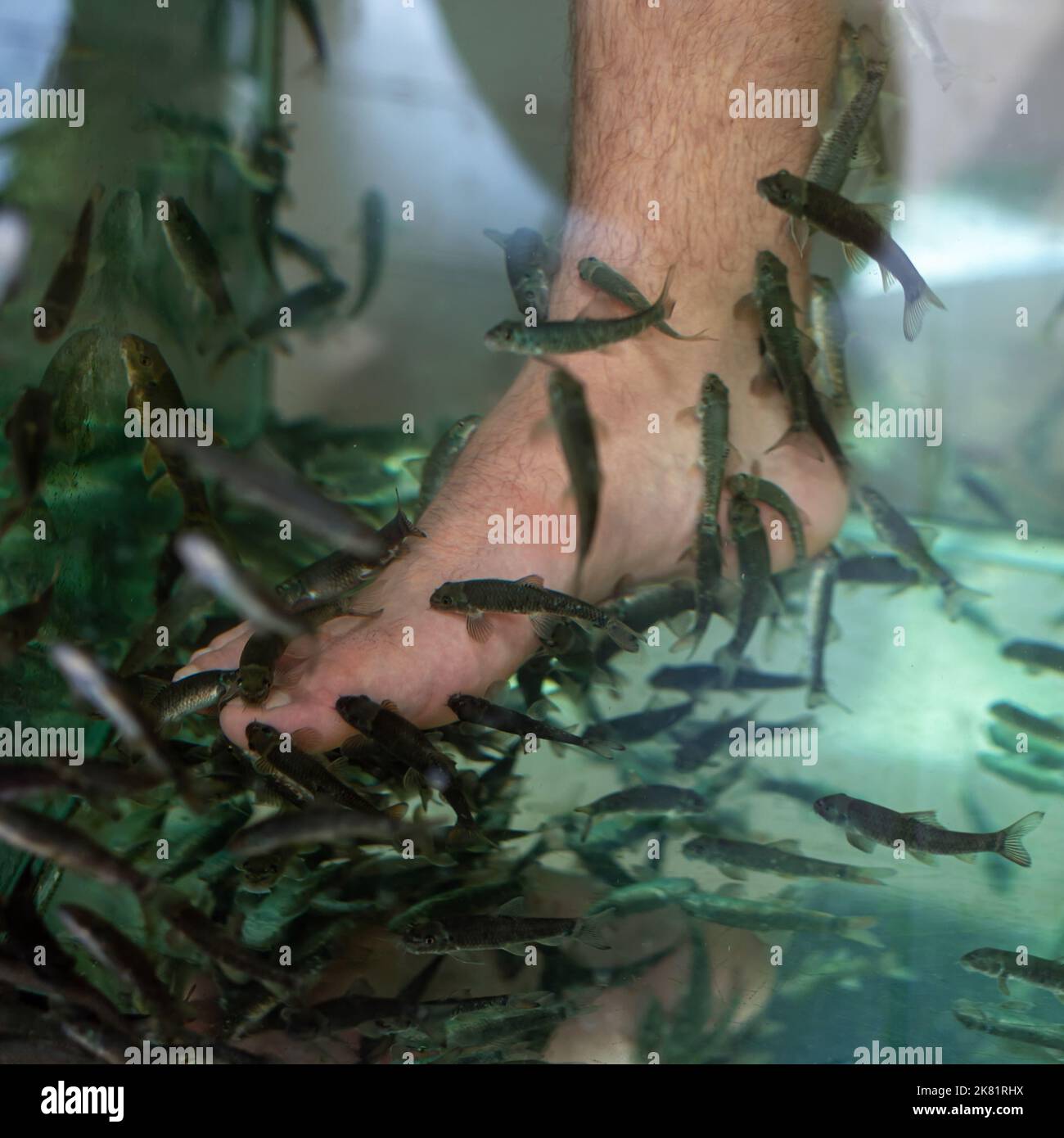 Gara rufa doctor fish treat human leg skin in water tank Stock Photo ...
