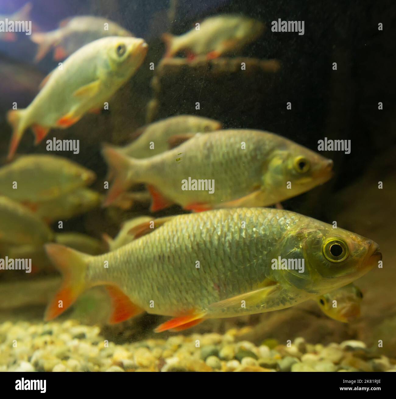 Group of breams swim in aquarium Stock Photo - Alamy
