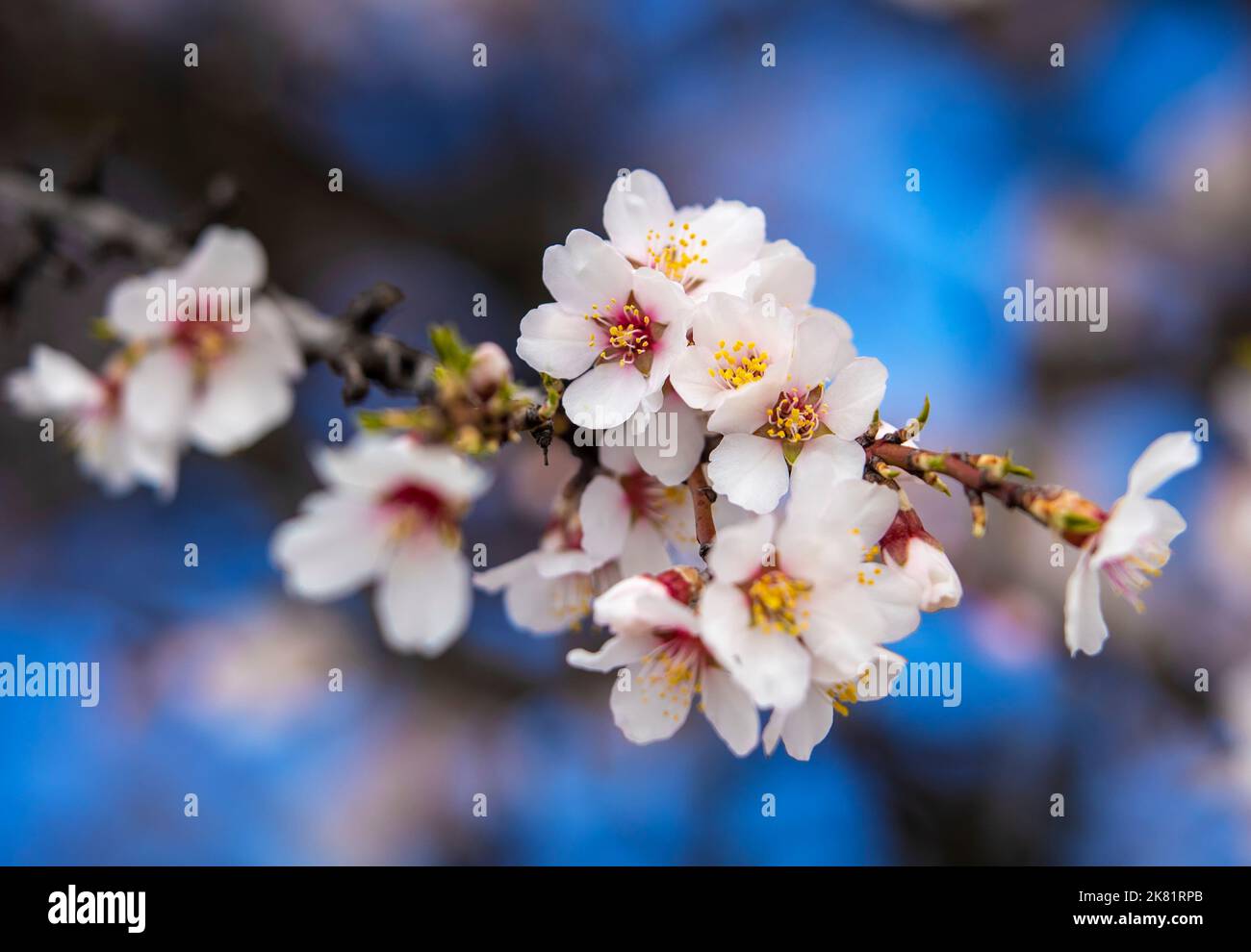 Pink almond bloosoming branch in spring Stock Photo - Alamy