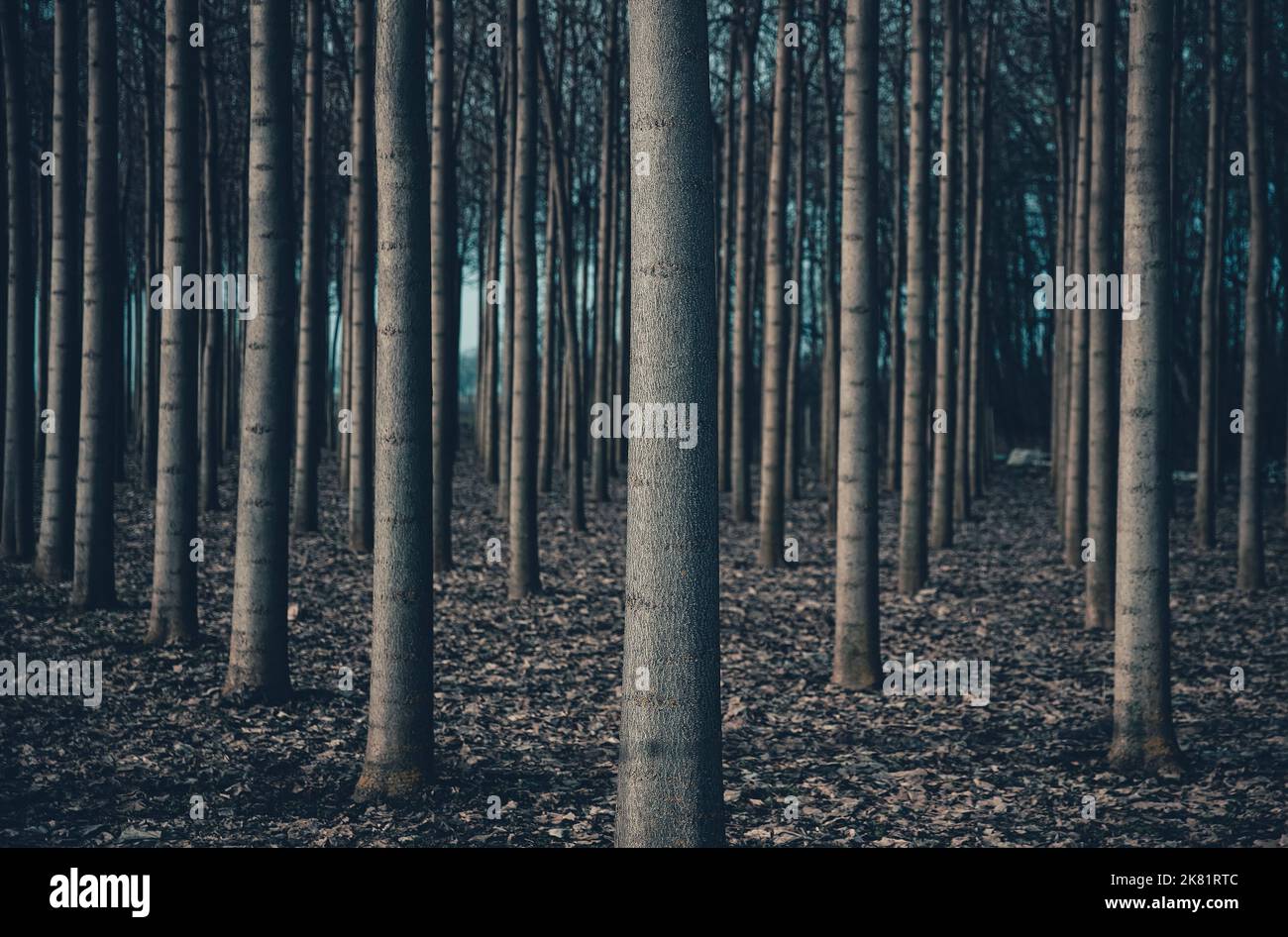 Geometrical rows of princess tree in winter Stock Photo - Alamy