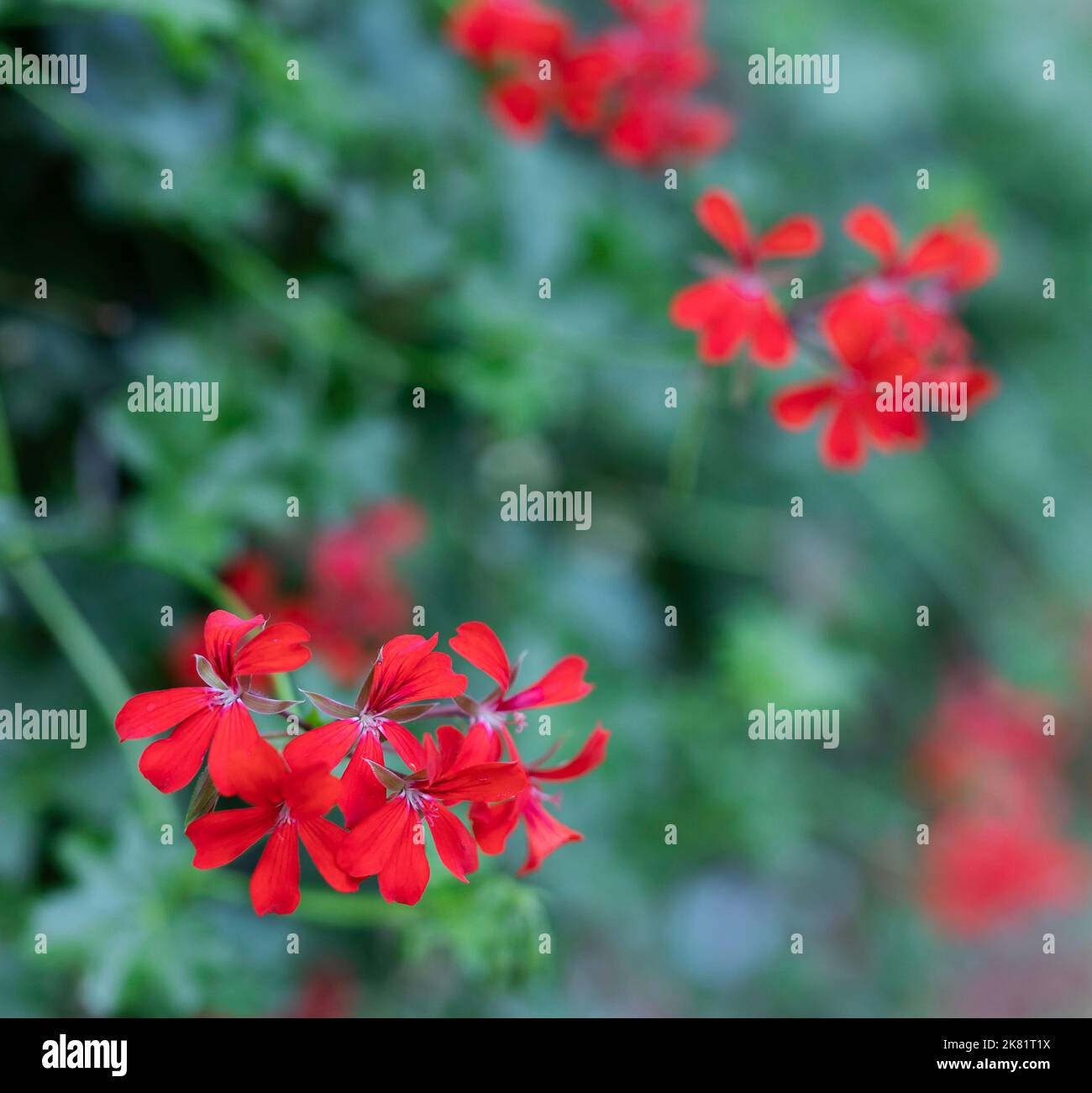 Petal of geranium with green leaves Stock Photo - Alamy