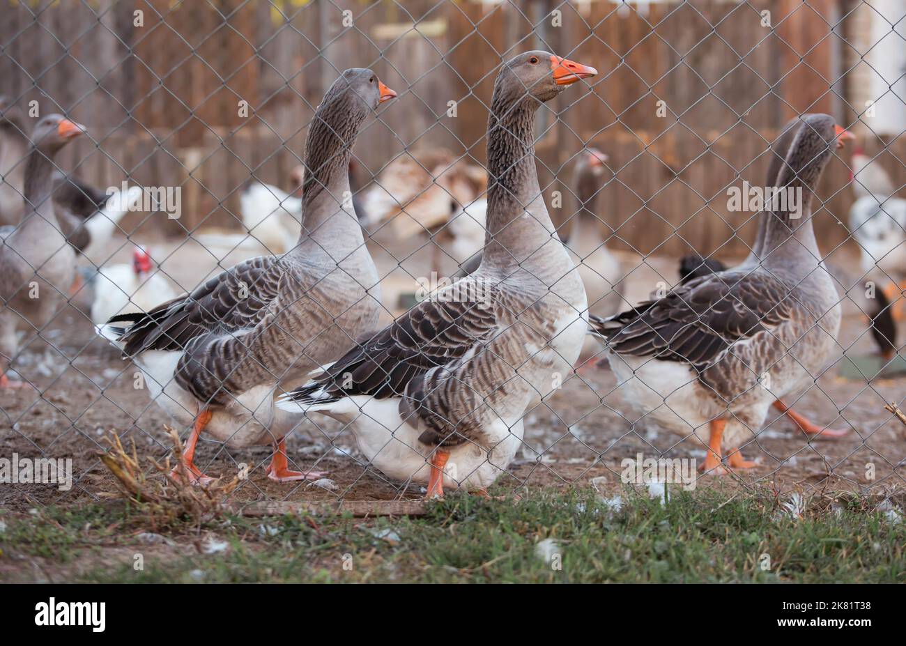 Various poultry hi-res stock photography and images - Alamy