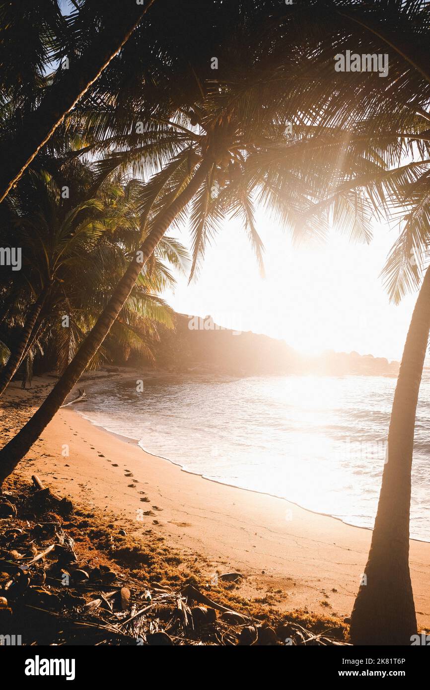 Palm Tree Sunrise at Beach Stock Photo - Alamy
