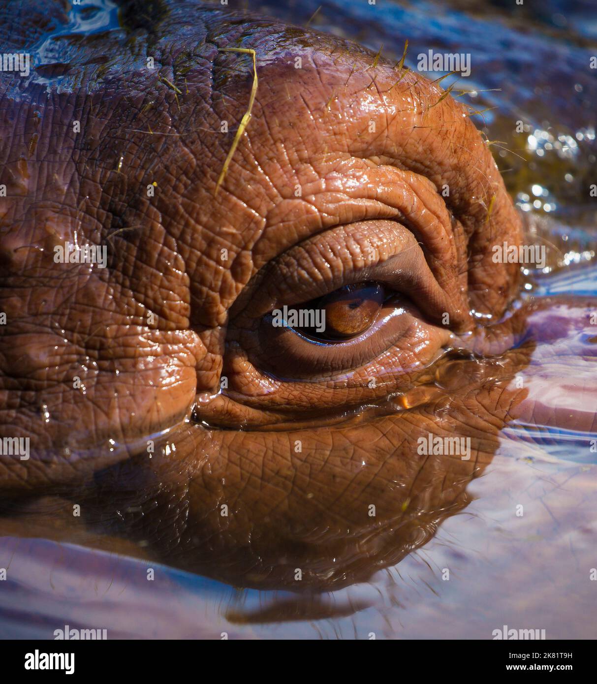 Detail of hippo in water Stock Photo - Alamy