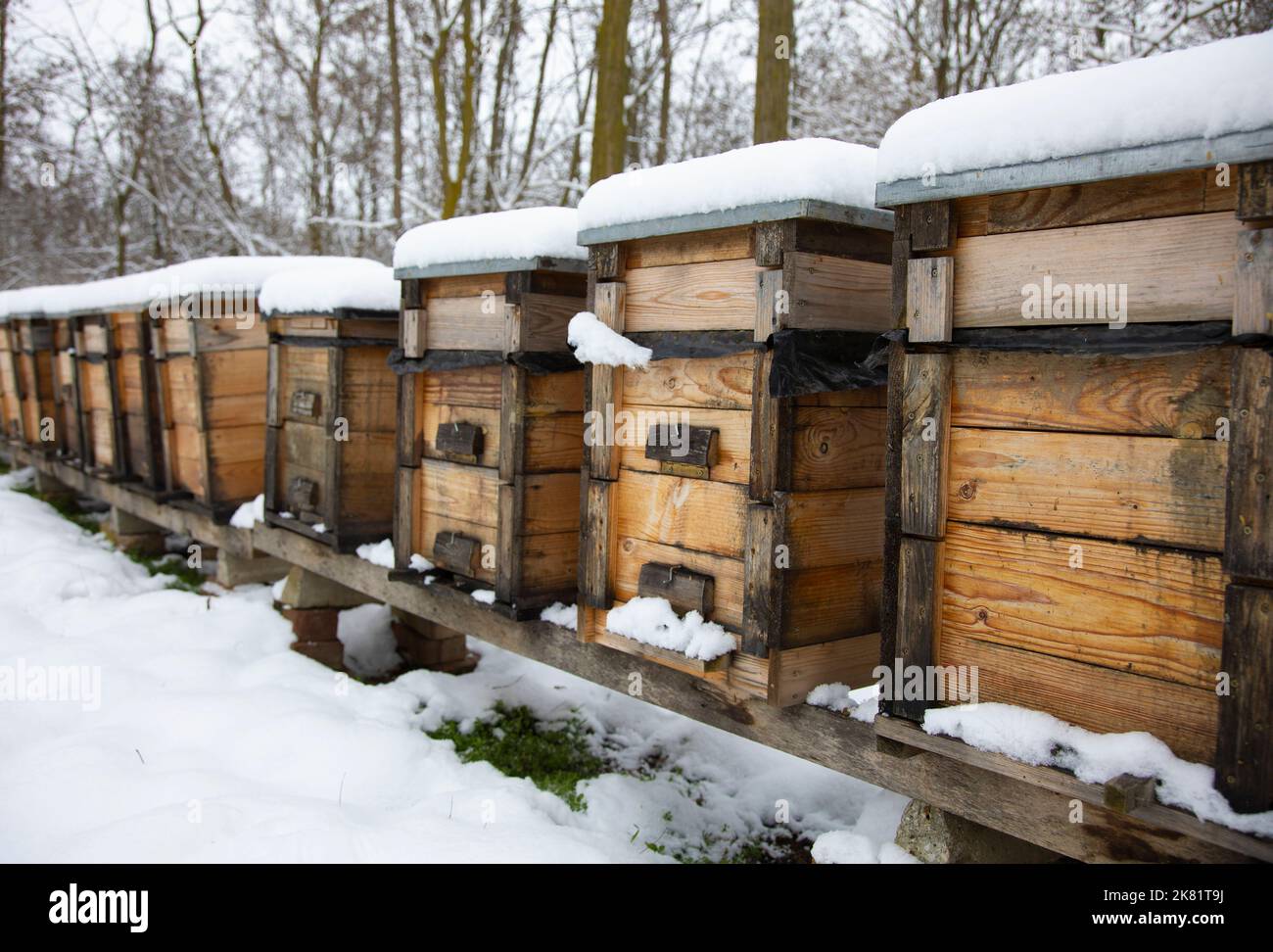Honeybee winter cluster hi-res stock photography and images - Alamy
