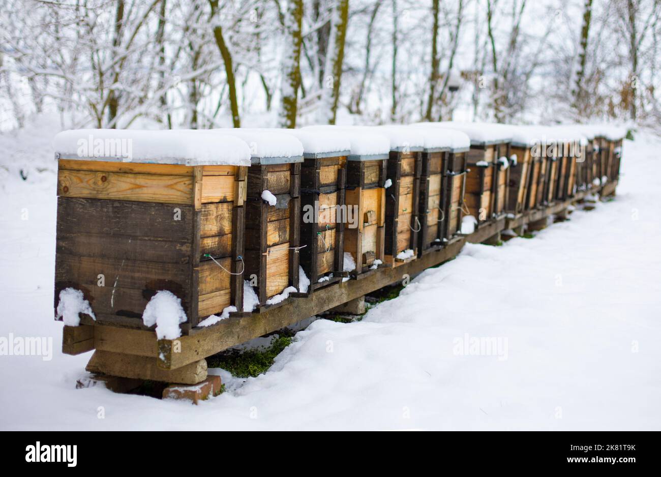 Honeybee winter cluster hi-res stock photography and images - Alamy