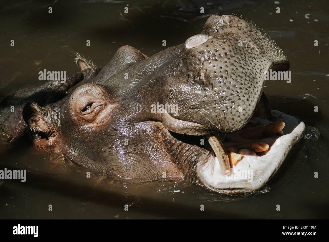 Hippo swim in water in zoo Stock Photo - Alamy