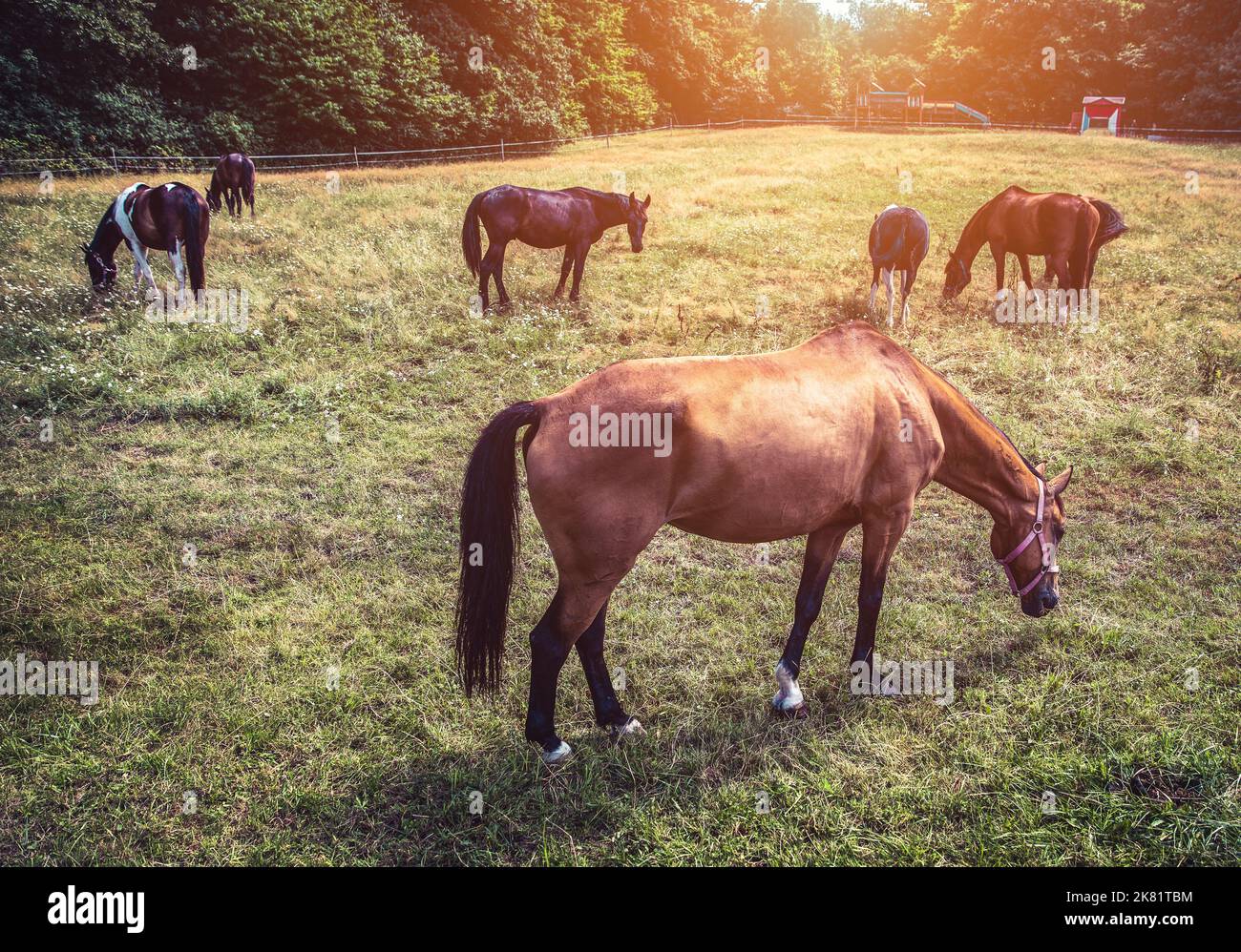 Horses outdoor in ranch at beauty landscape Stock Photo - Alamy