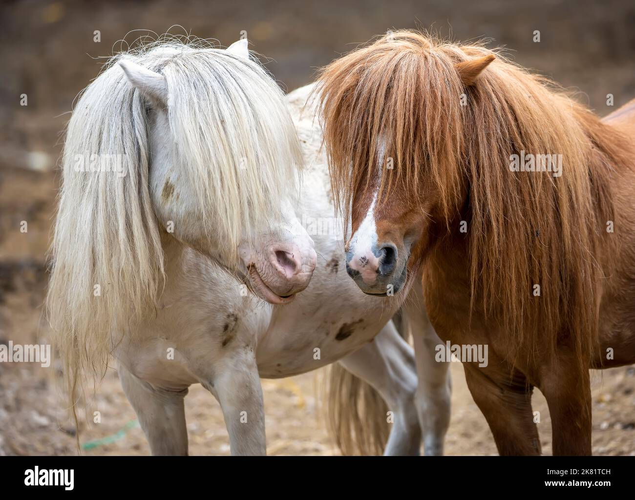 Group of cute pony horses outdoor Stock Photo - Alamy