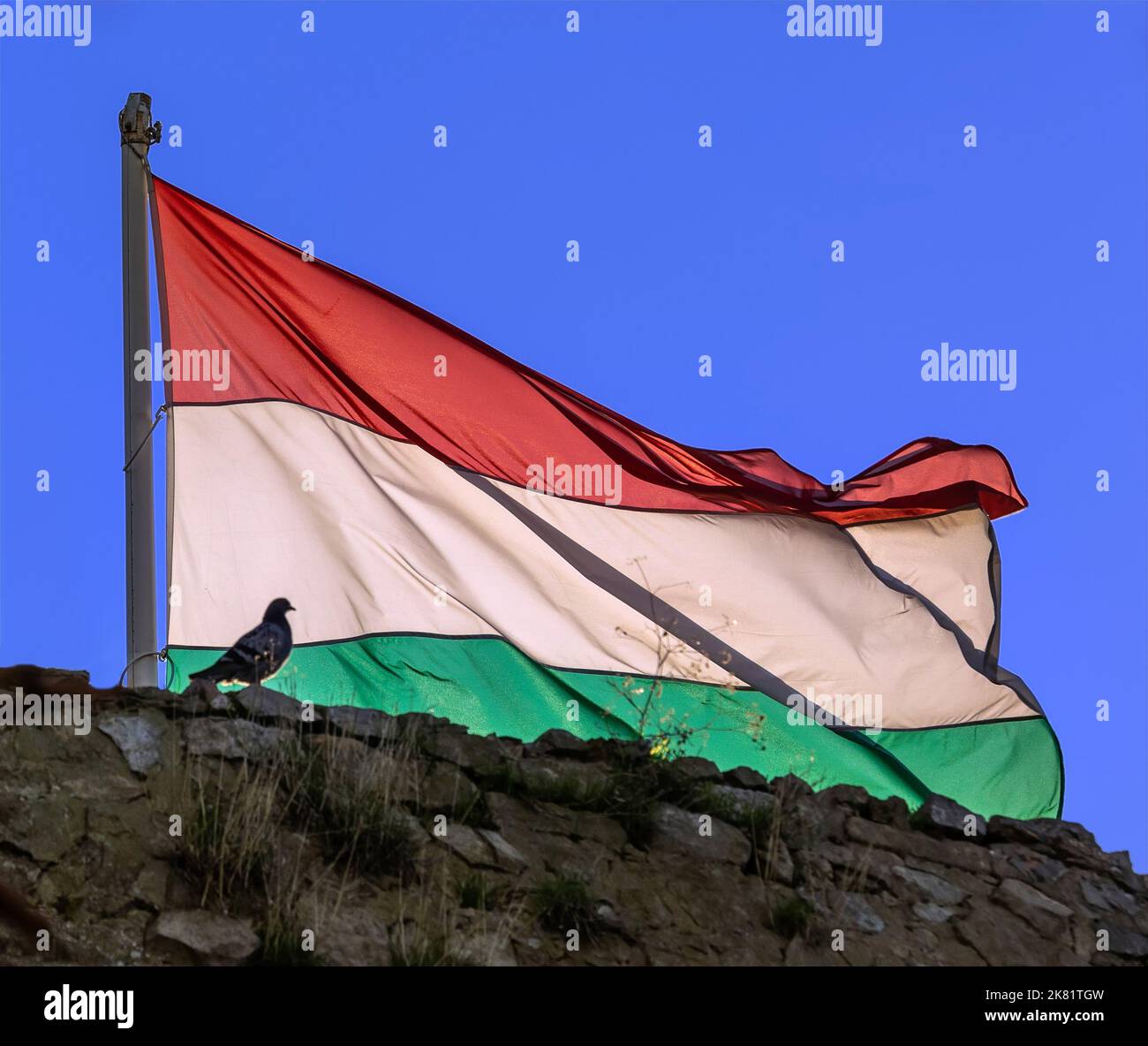 Waving hungarian flag with pigeon, symbol of freedom Stock Photo - Alamy
