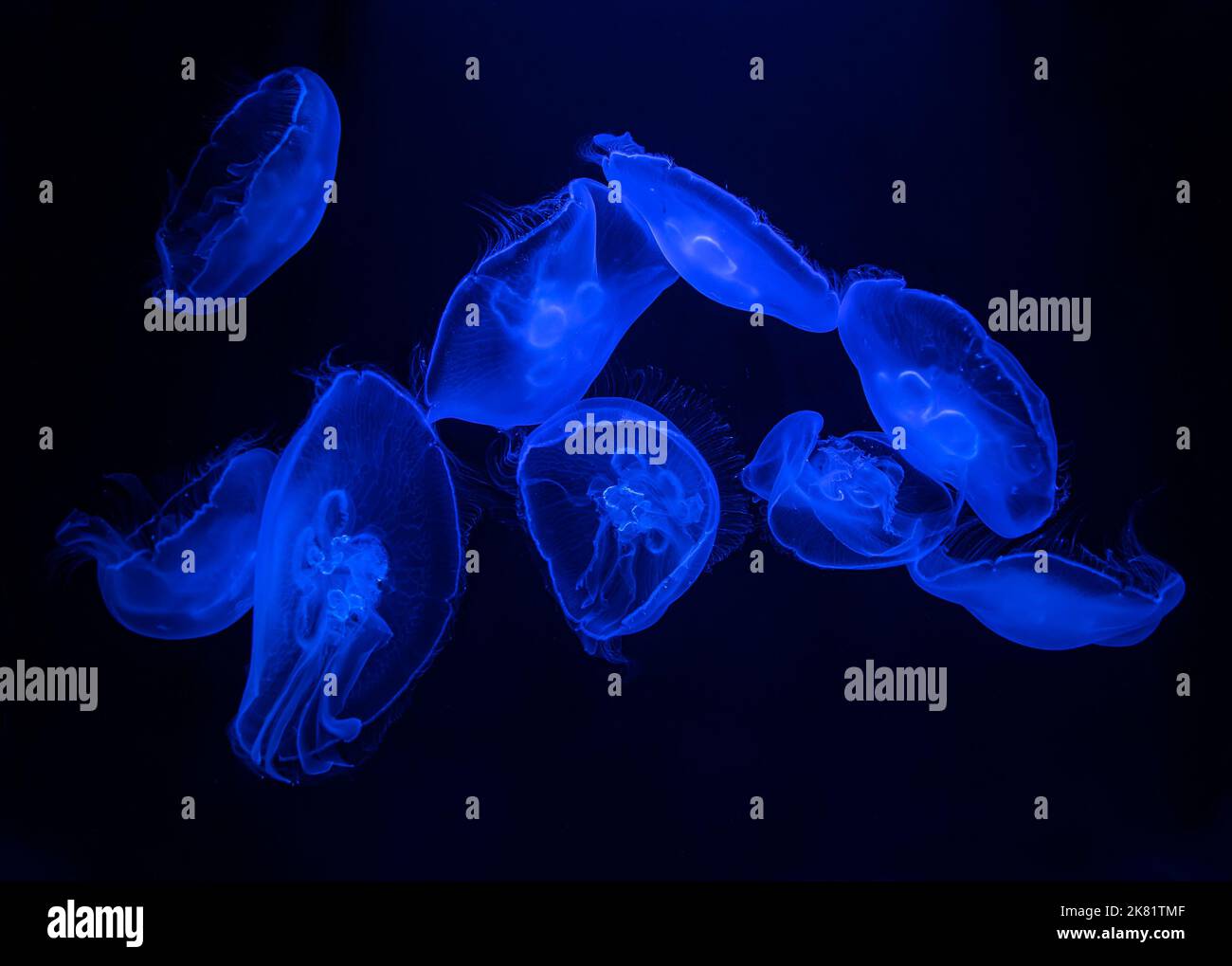 Glowing fluorescent jellyfish illuminated in hi-res stock photography ...