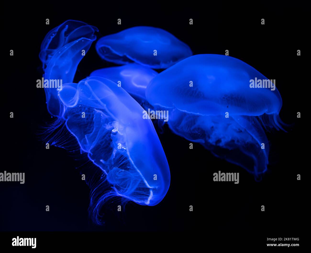 Blue jelly hi-res stock photography and images - Alamy