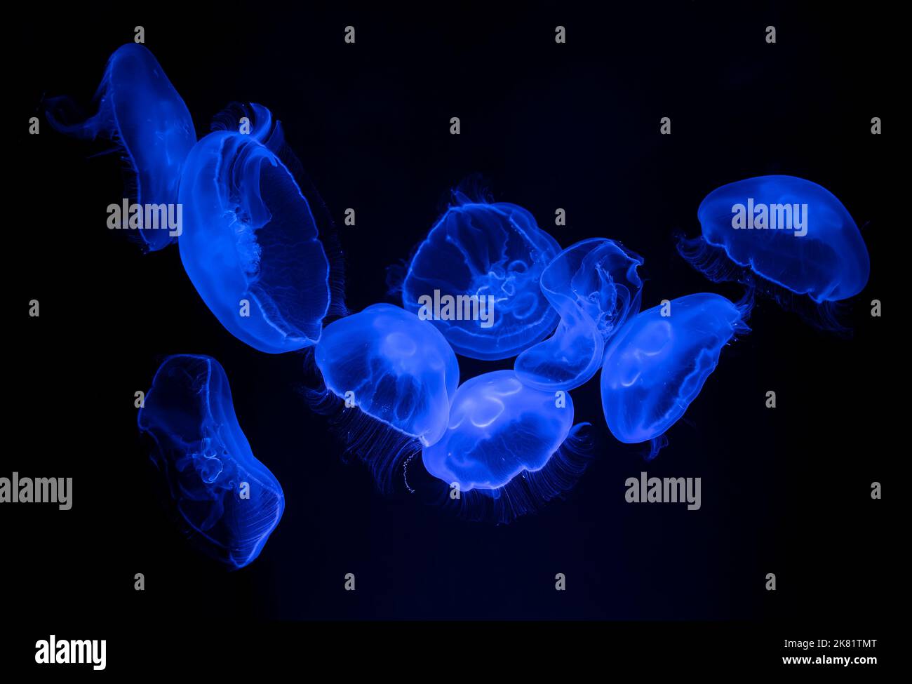 Blue jelly hi-res stock photography and images - Alamy