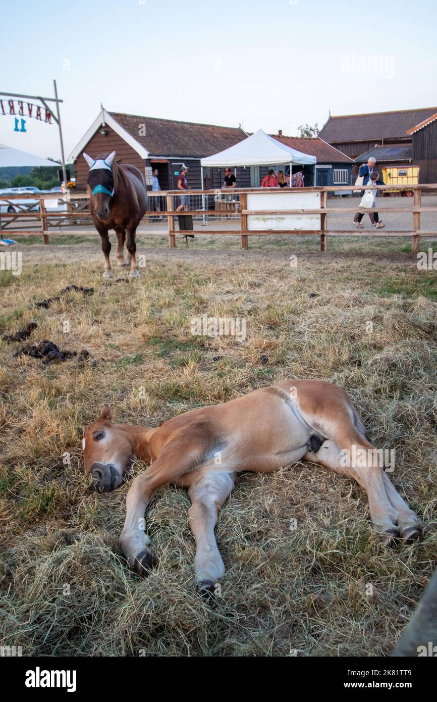 A young Suffolk Punch colt at the 2018 Maverick Americana music ...