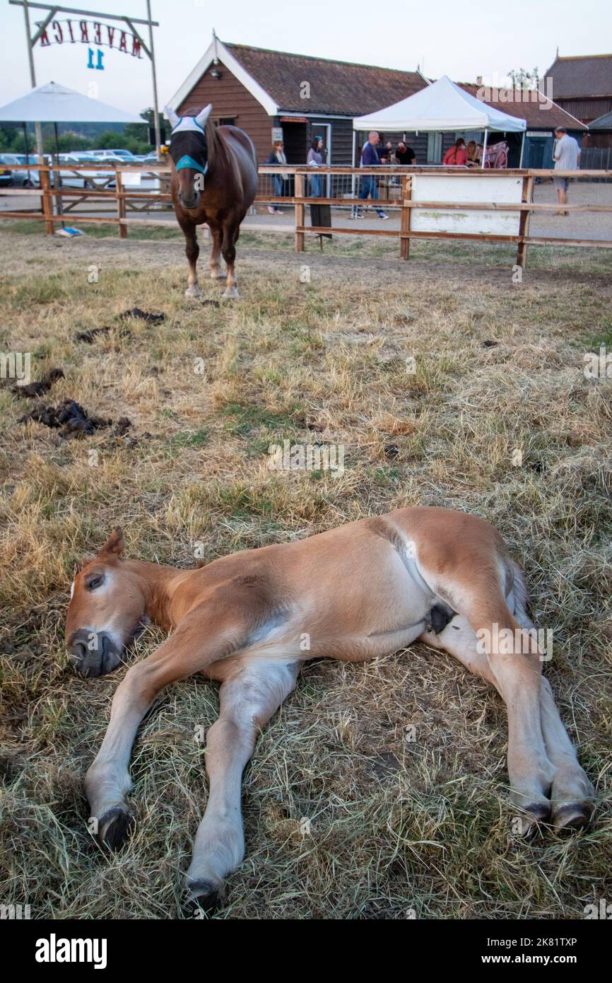 A young Suffolk Punch colt at the 2018 Maverick Americana music ...