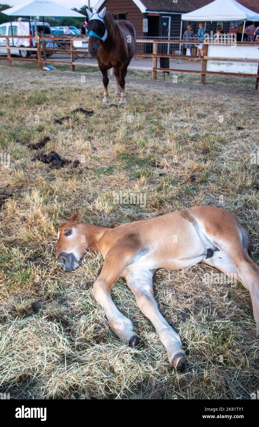 A young Suffolk Punch colt at the 2018 Maverick Americana music ...