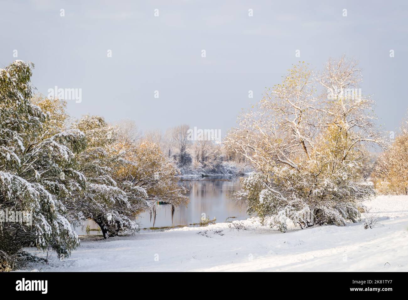 Marsh lake in winter covered with snow. Winter landscape of a marshy ...
