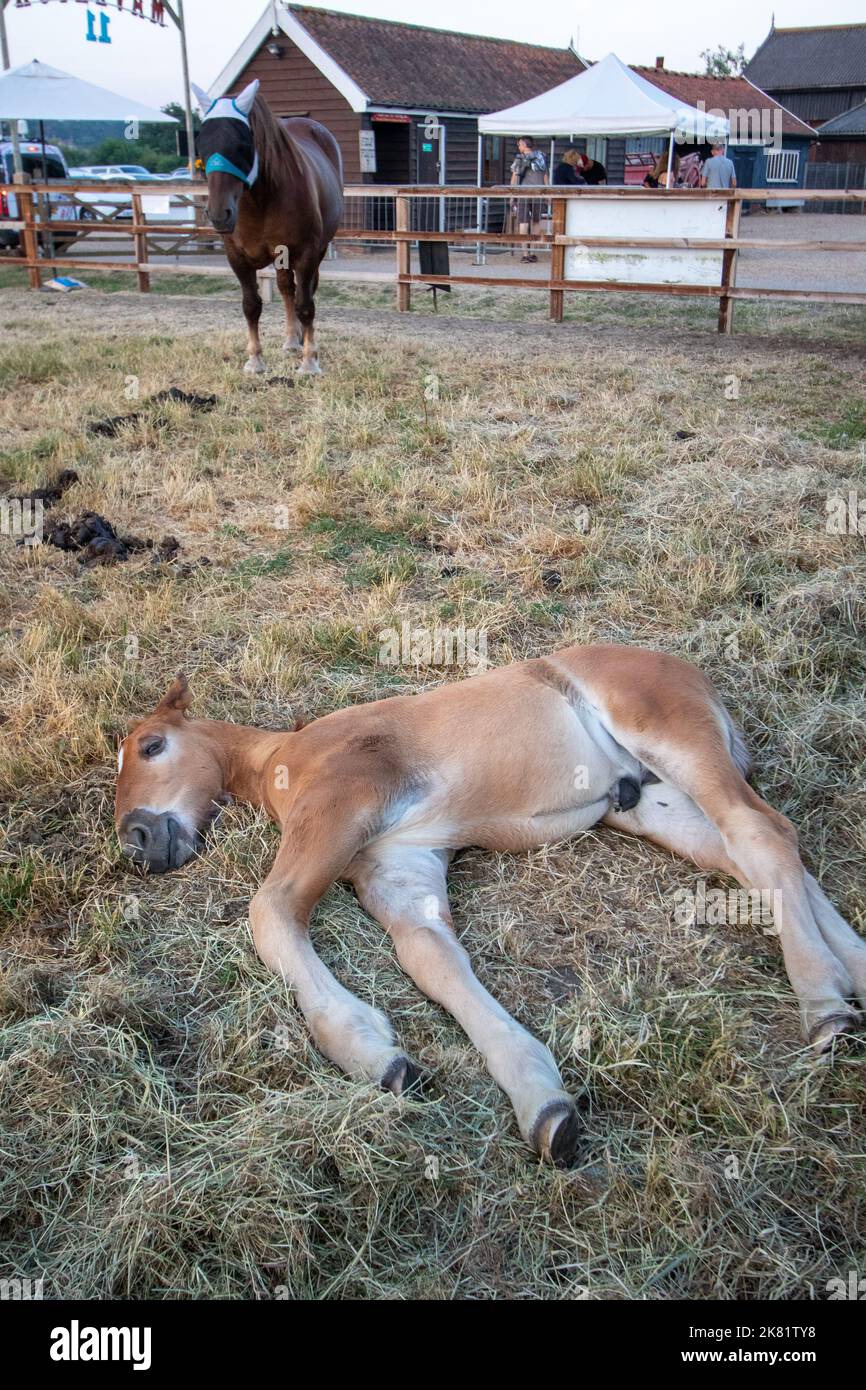 A young Suffolk Punch colt at the 2018 Maverick Americana music ...