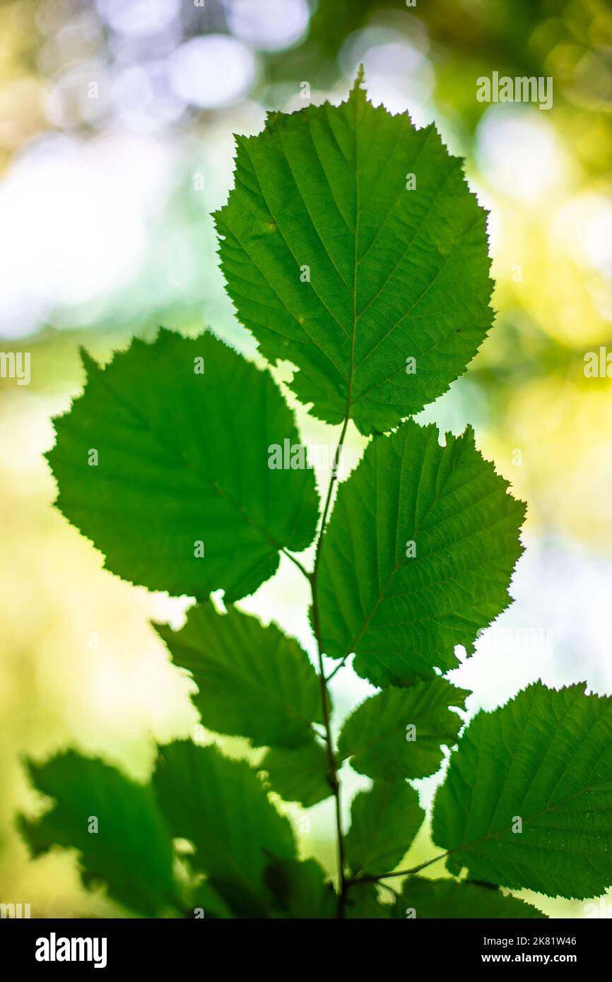 Leaves of alder tree hi-res stock photography and images - Alamy