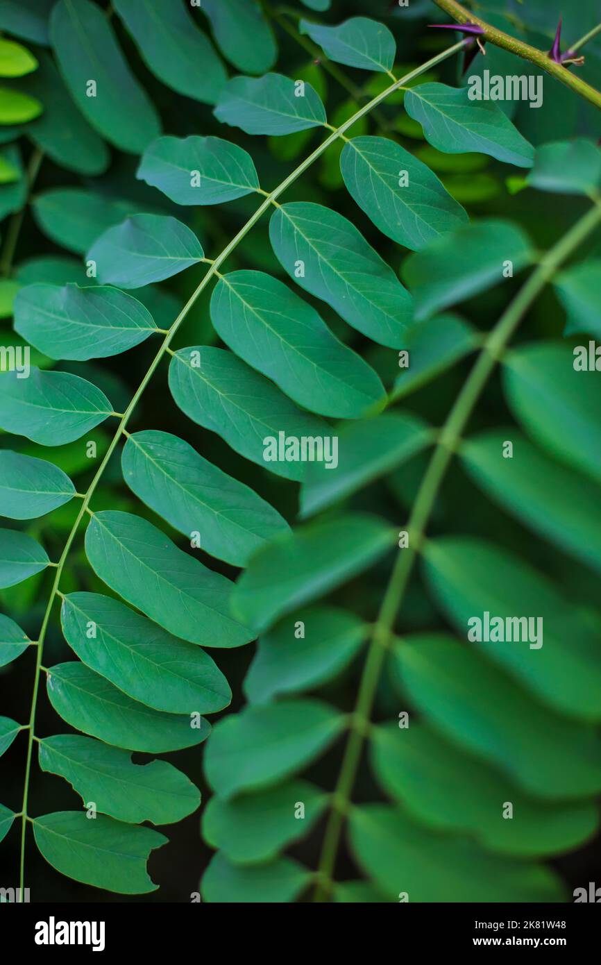 Detail of green leaves on stem in nature Stock Photo - Alamy