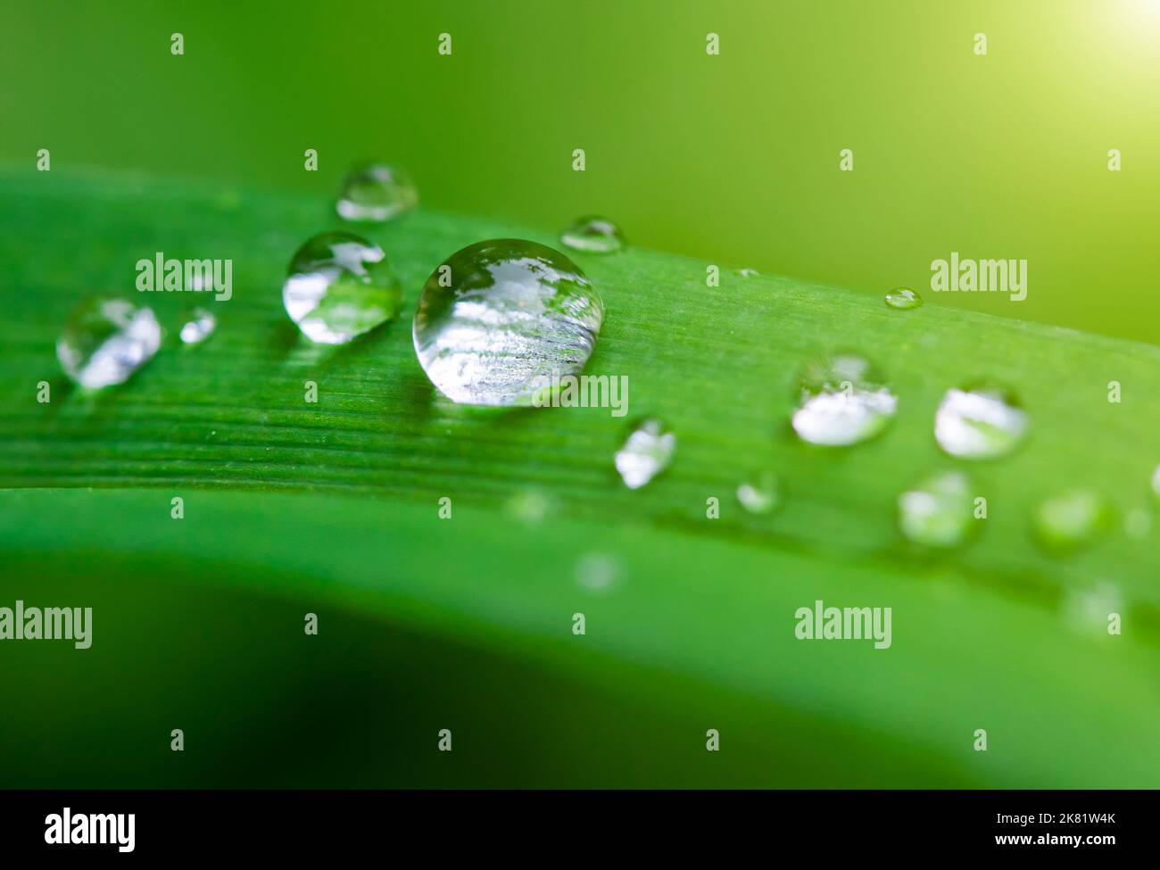 Rain drops on green leaves Stock Photo - Alamy