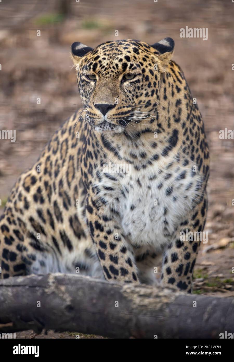 Persian leopard sit in zoo Stock Photo - Alamy