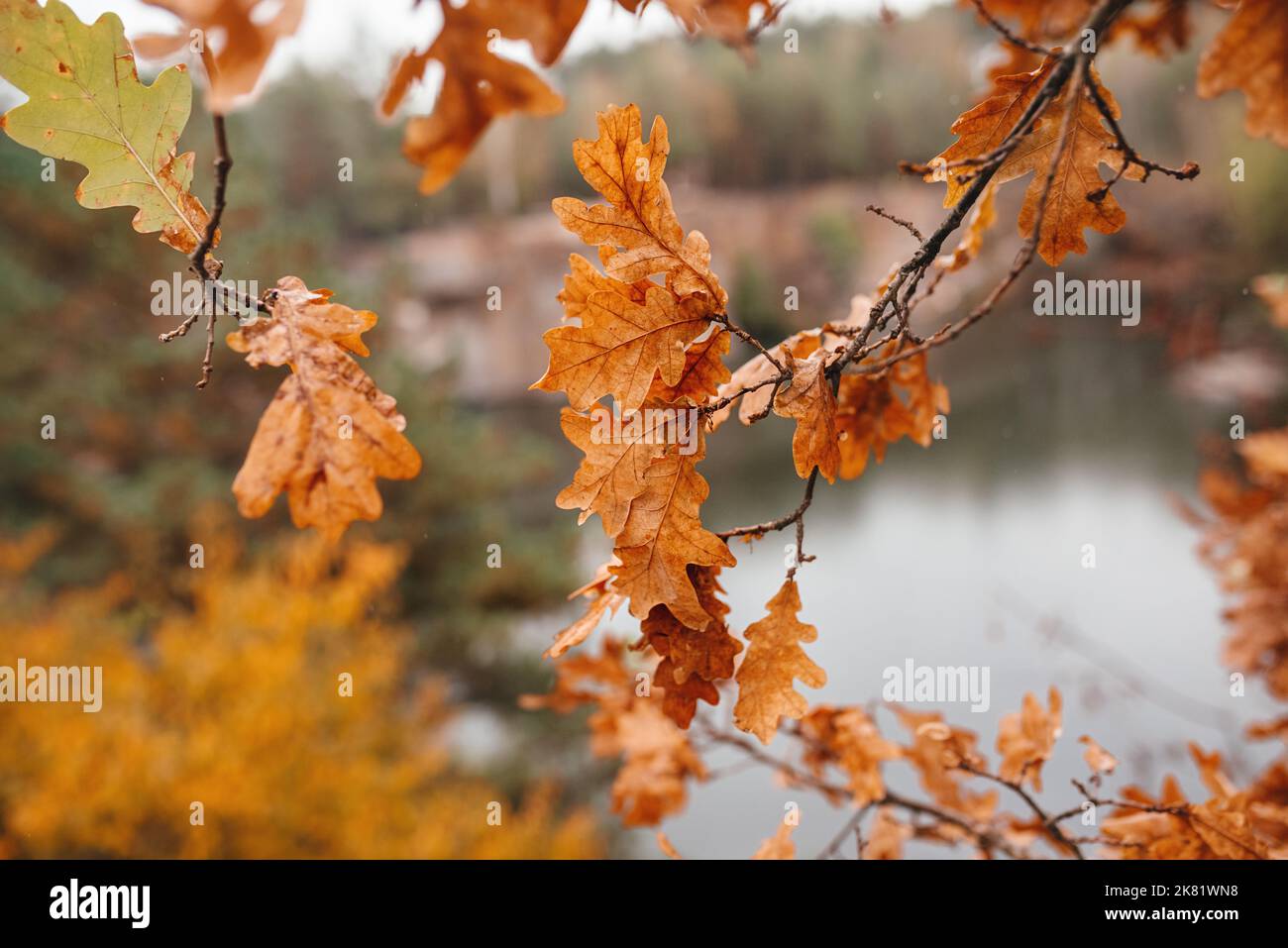 Soft selective focus on orange and yellow oak leaves over water on ...