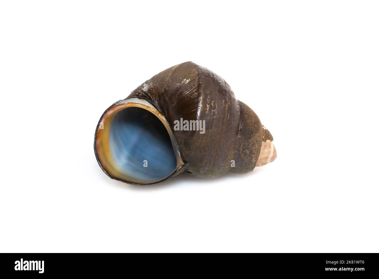 Image of river snail (Filopaludina martensi) isolated on white ...