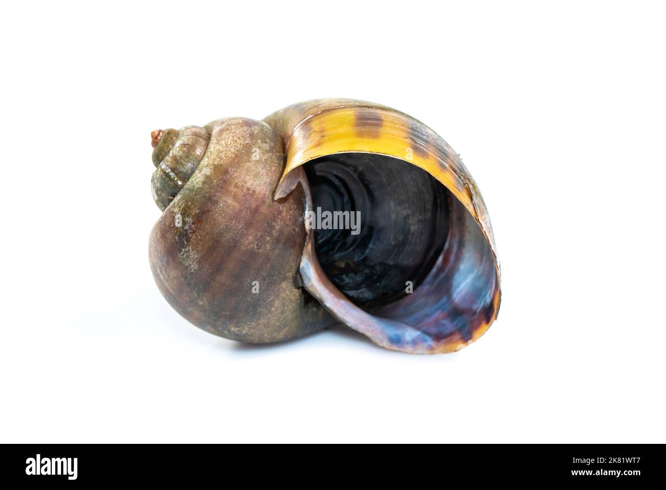 Image of apple snail (Pila ampullacea) isolated on white background ...