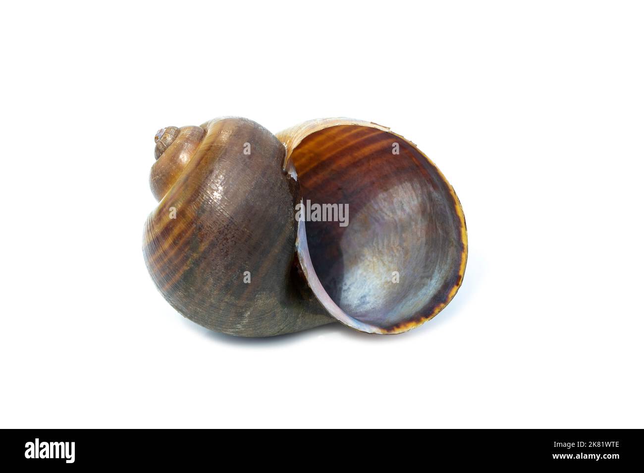 Image of apple snail (Pila ampullacea) isolated on white background ...