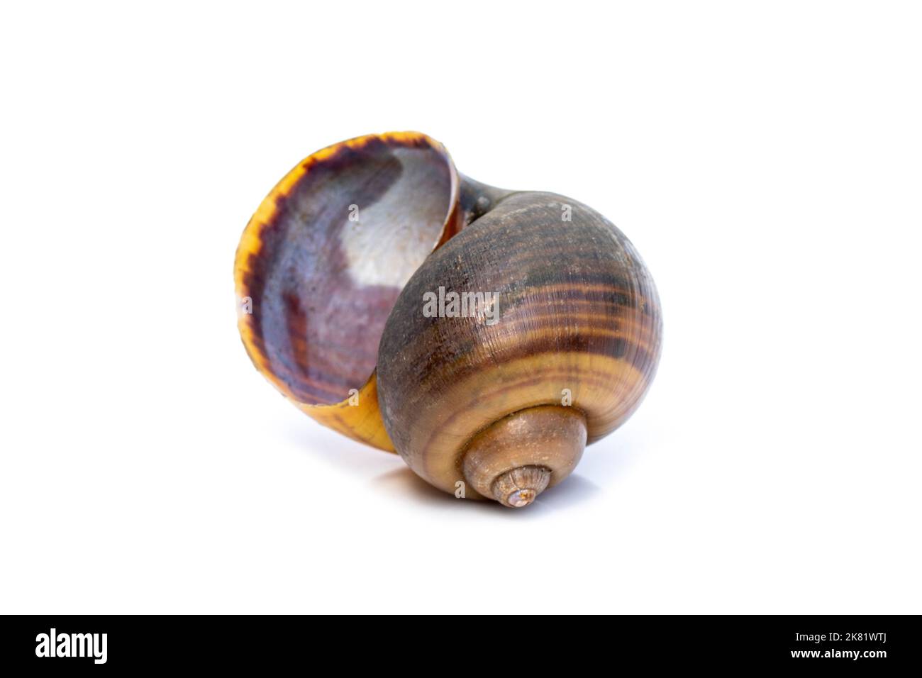 Image of apple snail (Pila ampullacea) isolated on white background ...
