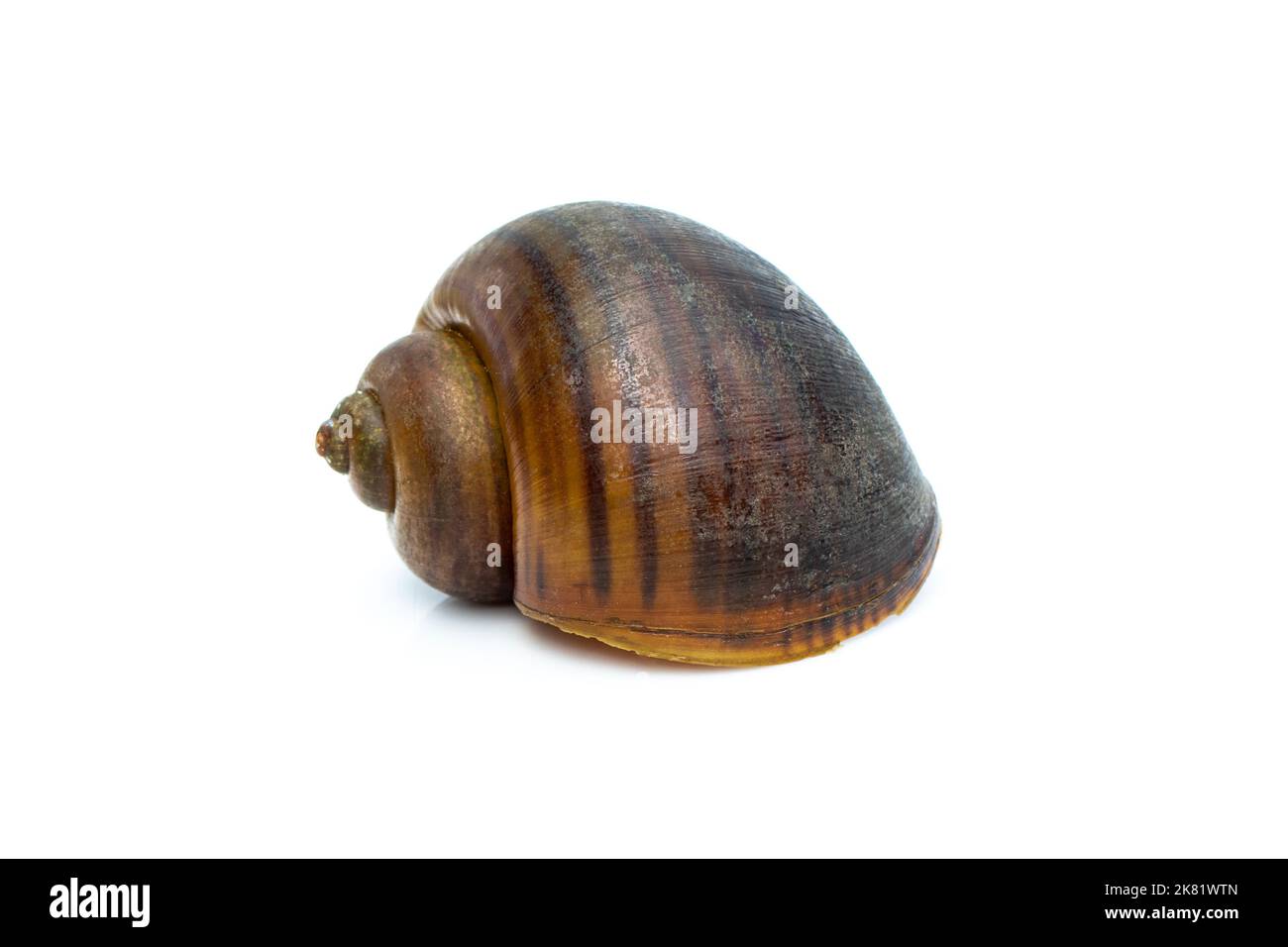 Image of apple snail (Pila ampullacea) isolated on white background ...