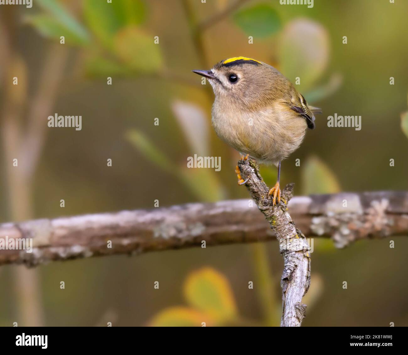 Goldcrest bird hi-res stock photography and images - Alamy