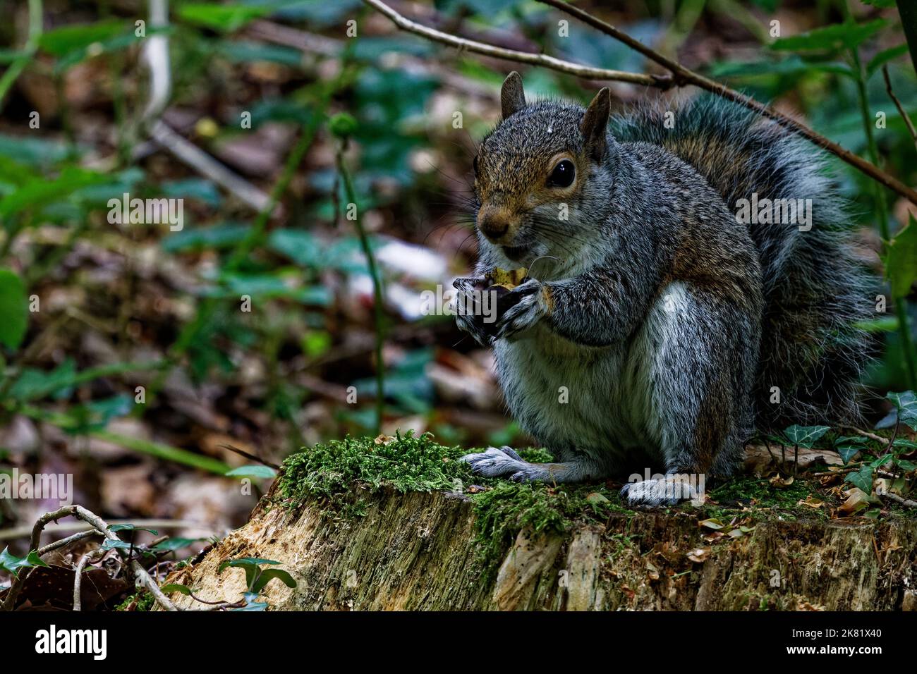 Grey Squirrel eating an Acorn Stock Photo - Alamy