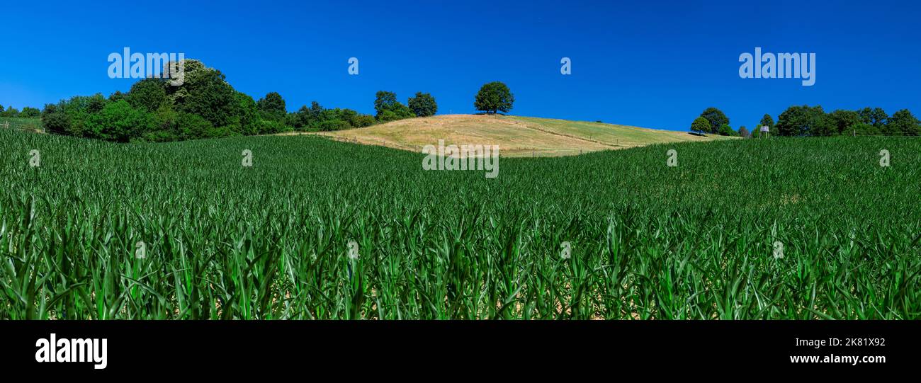 Beautiful corn field agriculture landscape Stock Photo - Alamy