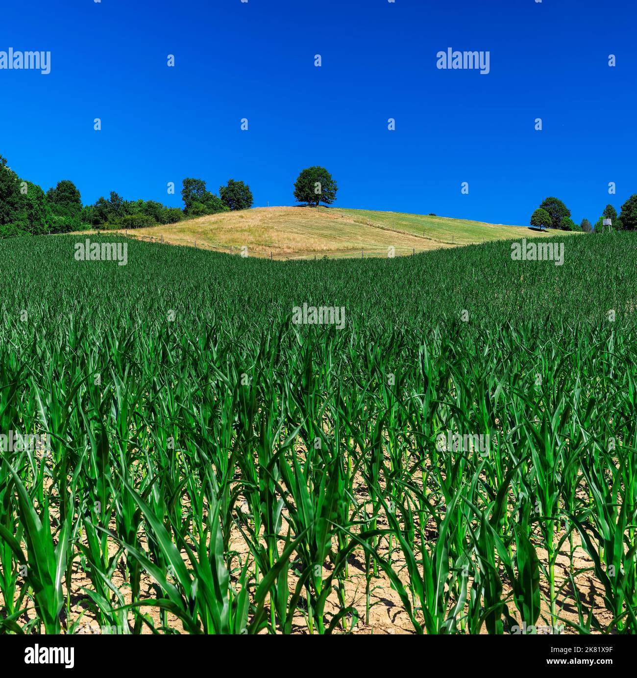 Beautiful corn field agriculture landscape Stock Photo - Alamy